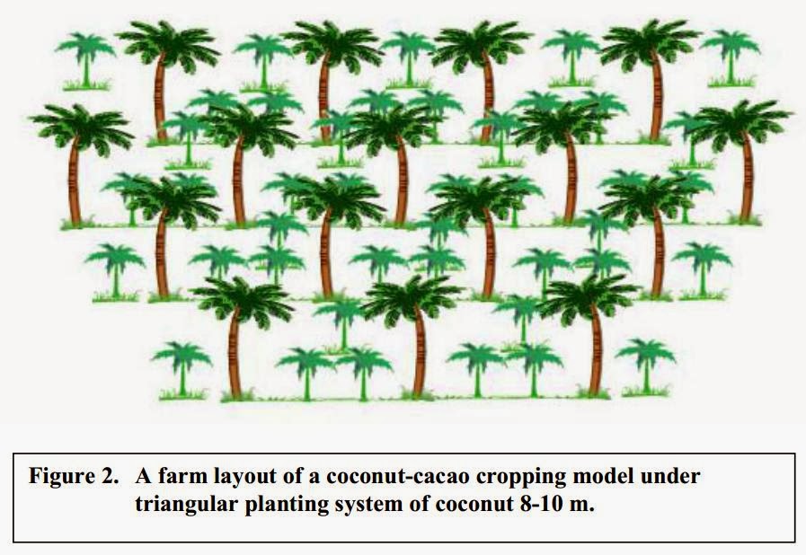 Intercropping With Coconut Revitalising Coconut Farming In Southeast