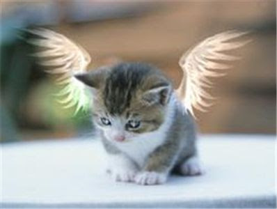 HD Animals: Funny angel cat