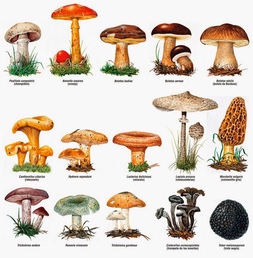 Biología 2º Año : Reino Fungi - Hongos