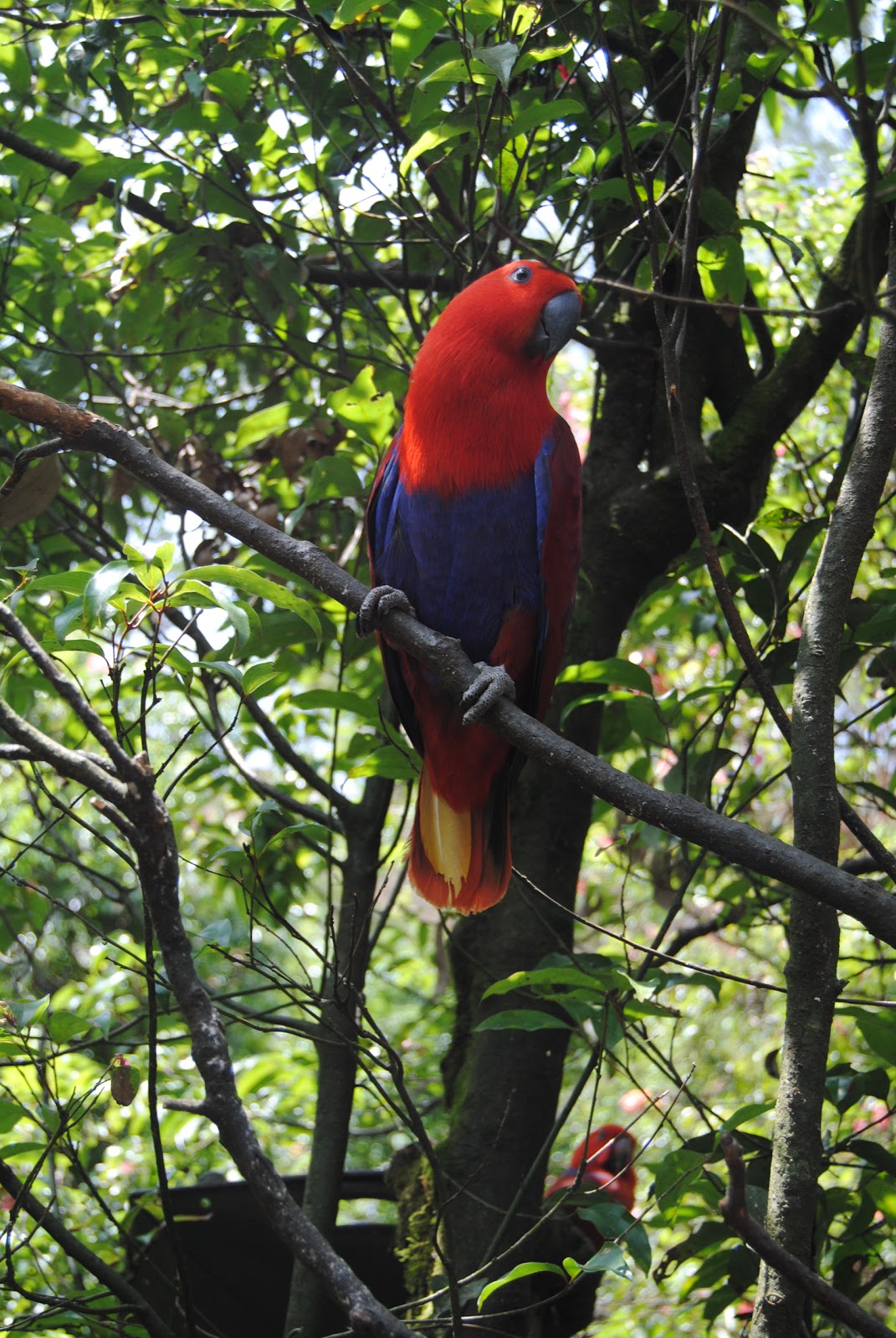 LUBI 4 STOCK: Burung Nuri