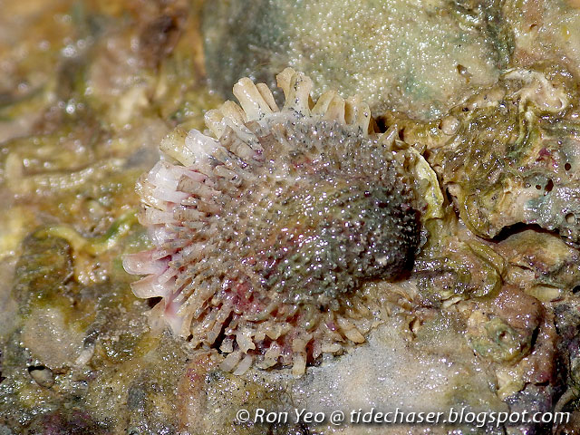 tHE tiDE cHAsER: Heterodont Bivalves (Phylum Mollusca: Subclass ...