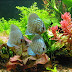 Passione Acquariofilia: GUIDA: Elementi di arredo di un acquario