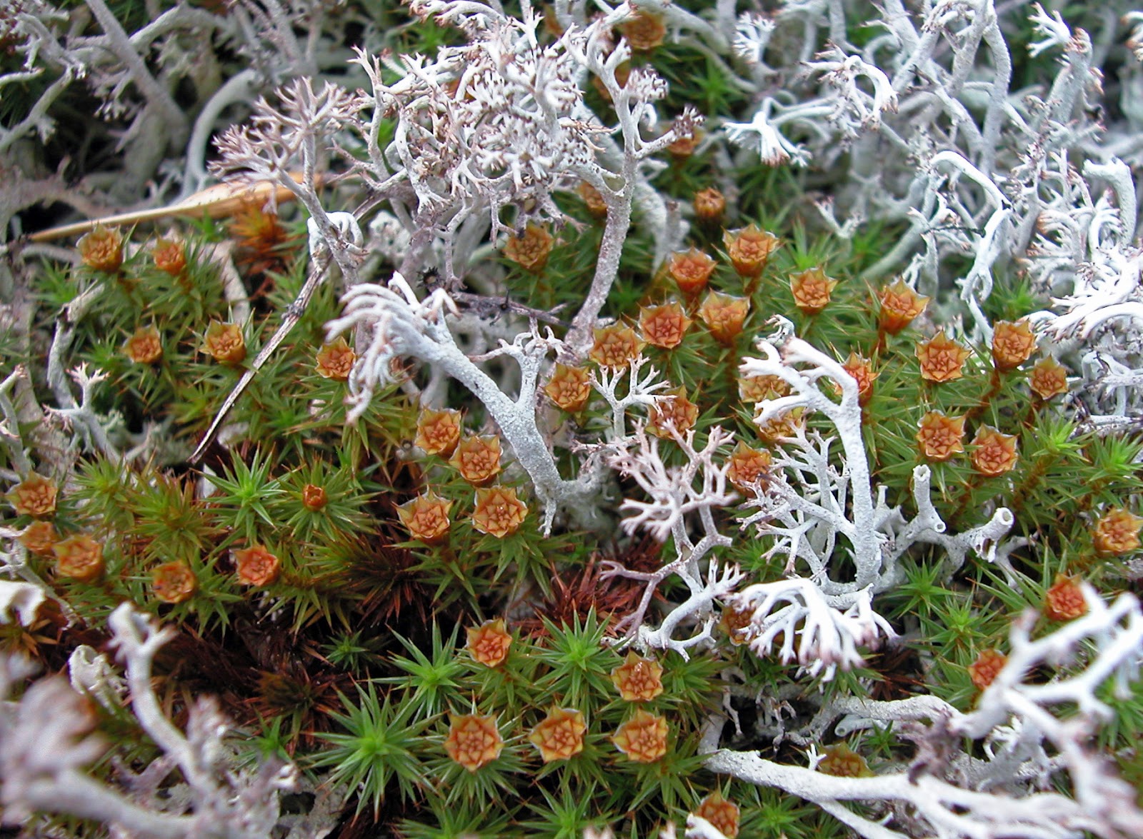 Moss Notes: Fresh mosses!
