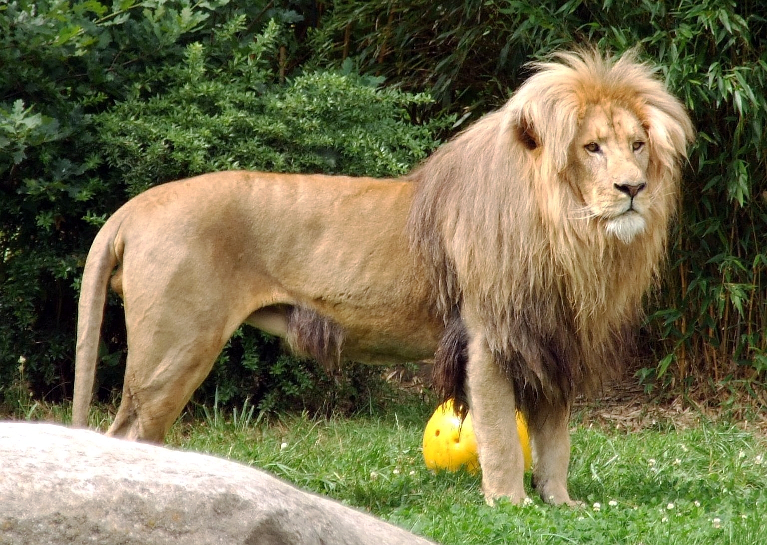 Abe's Animals: 8 lion species alive