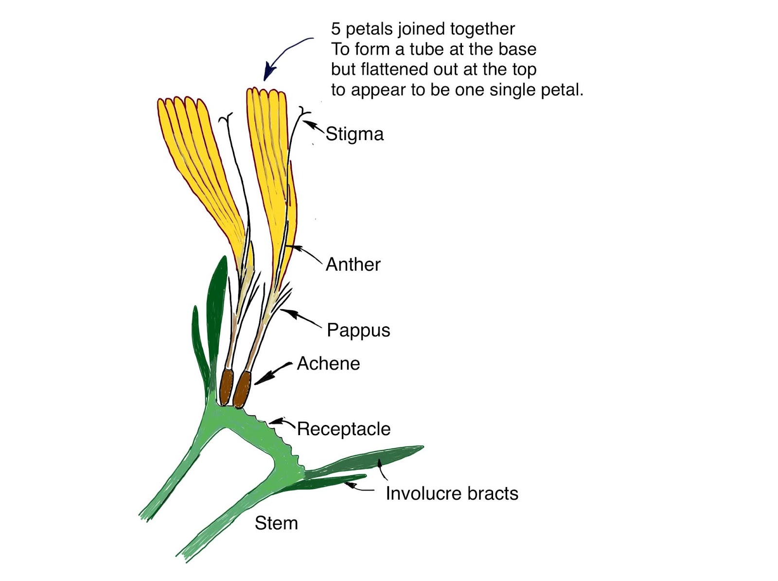 Violets and others: Cat's-ear