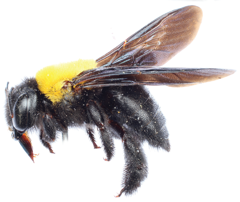 Sciency Thoughts: Xylocopa sarawatica: A new species of Large Carpenter ...