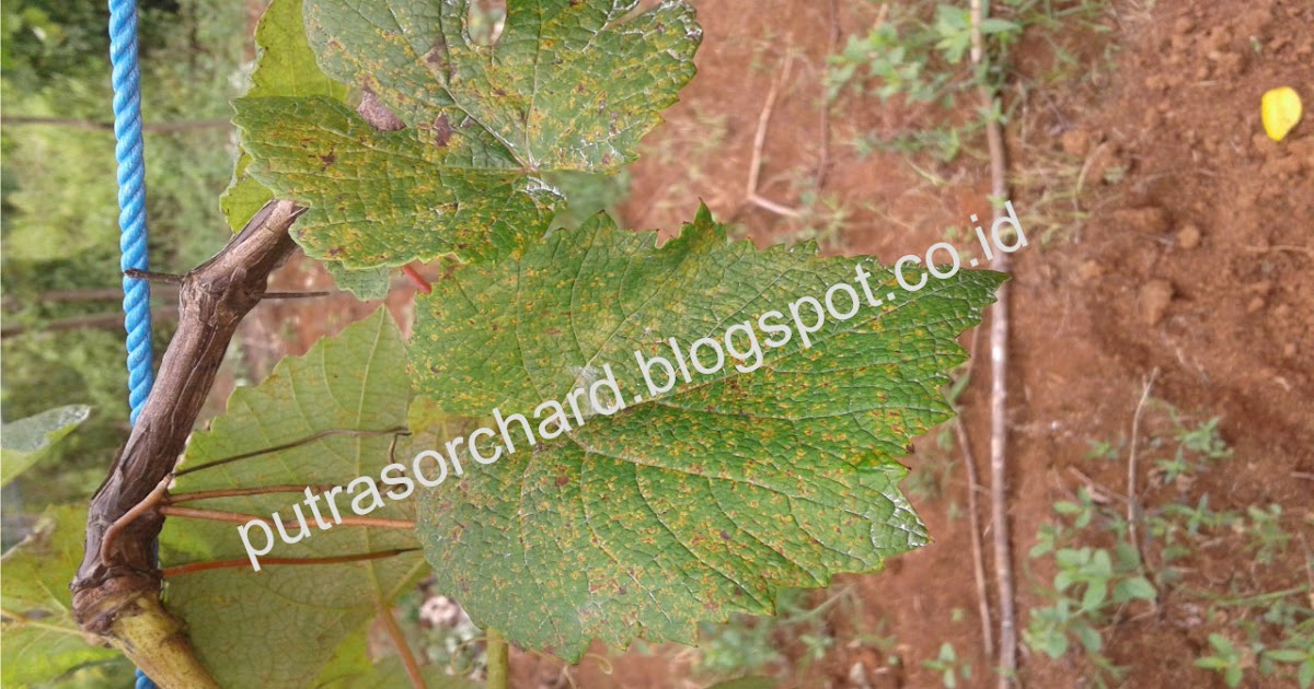 Management of Grapevine Leaf Rust - How to Plant Vegetable