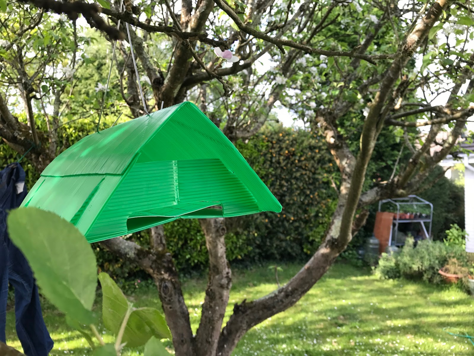 Down on the Allotment: Codling Moth Trap