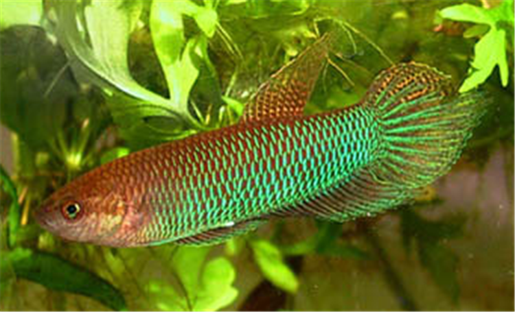Simor Fighter - Betta simorum ~ Nice Betta