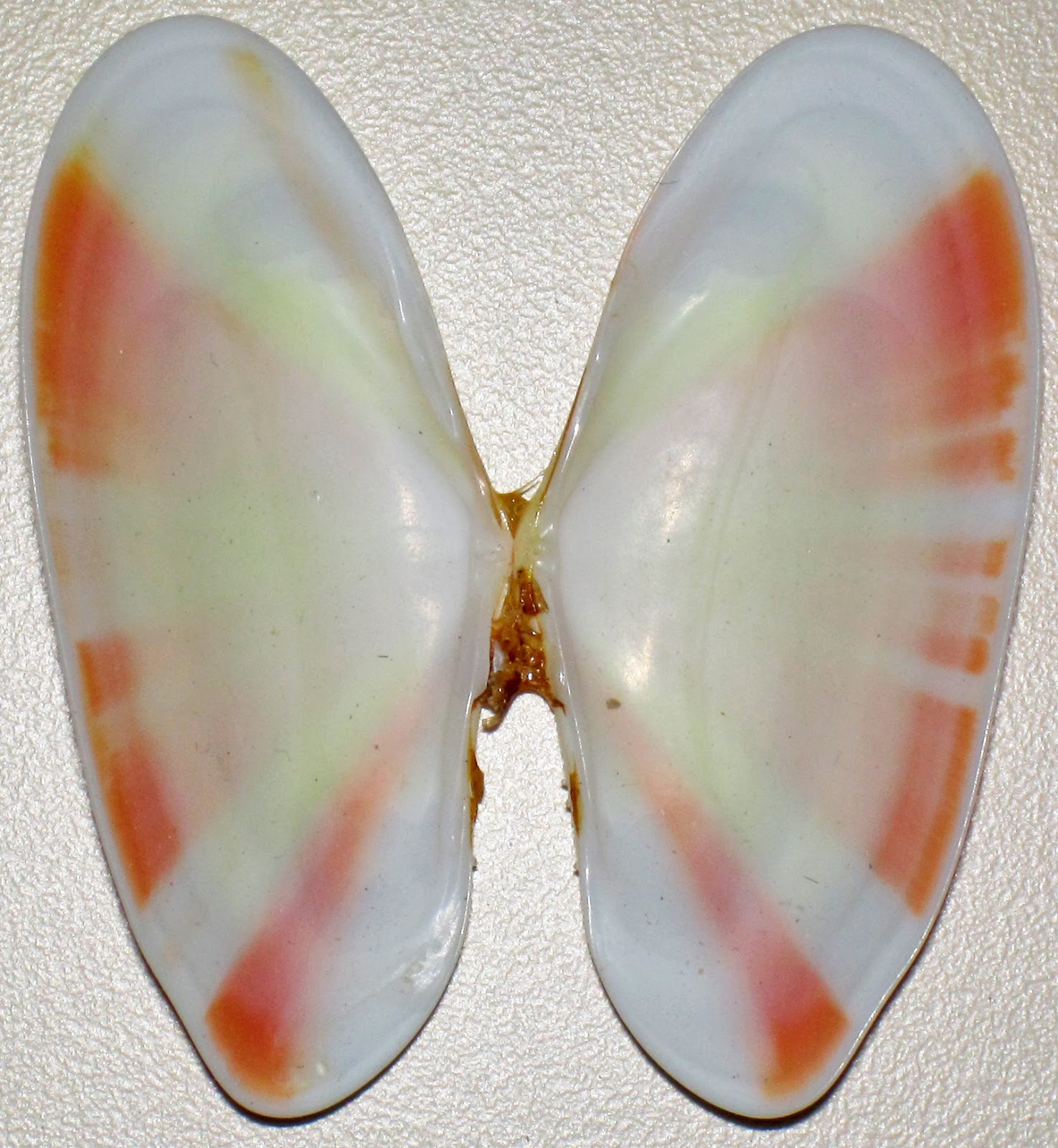 Catalogue of Organisms: Digging for Tellina