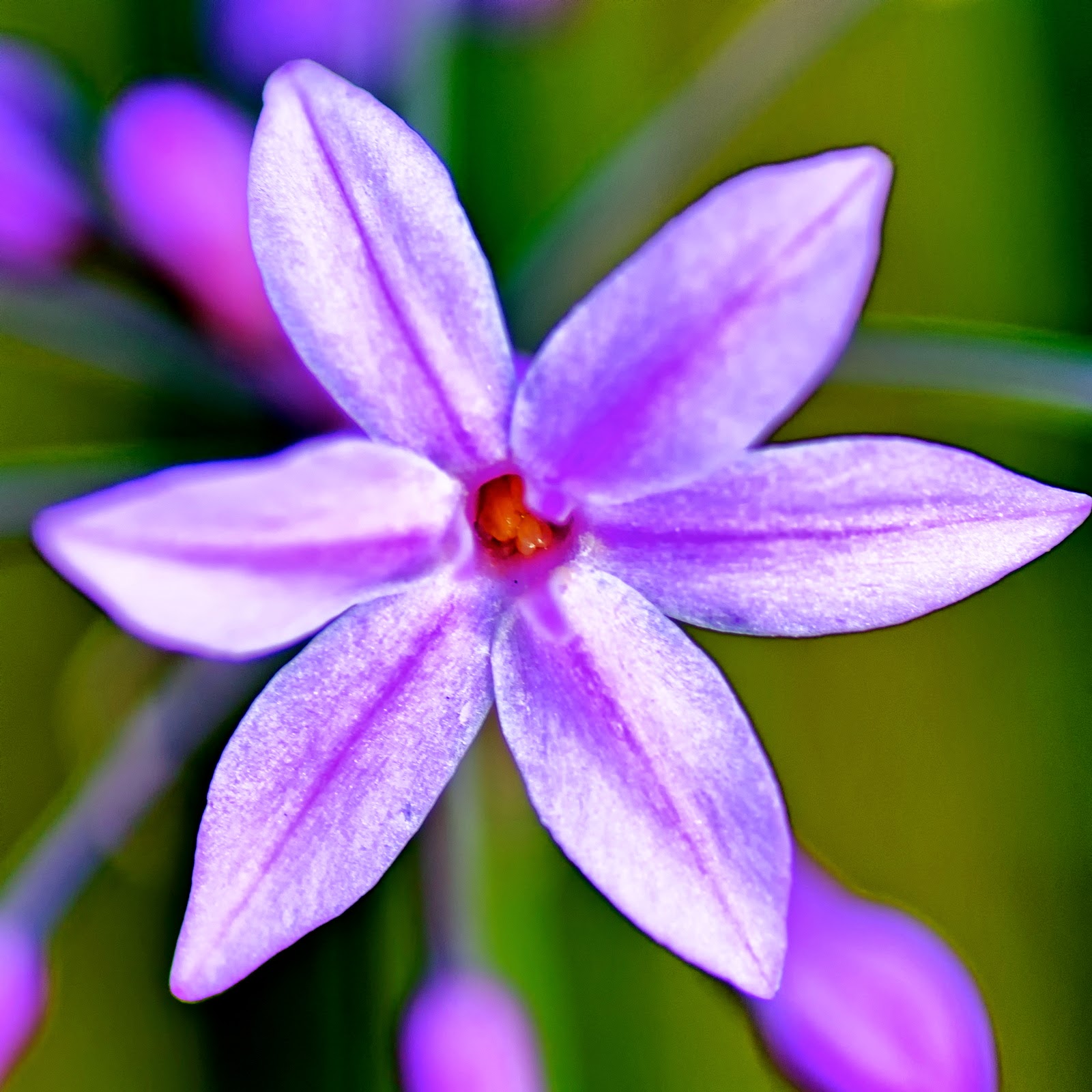 FOTOGRAFIA Y FILATELIA II: SENCILLA