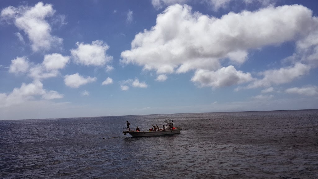 world's best beaches, islands and more: Swimming with dolphins at ...