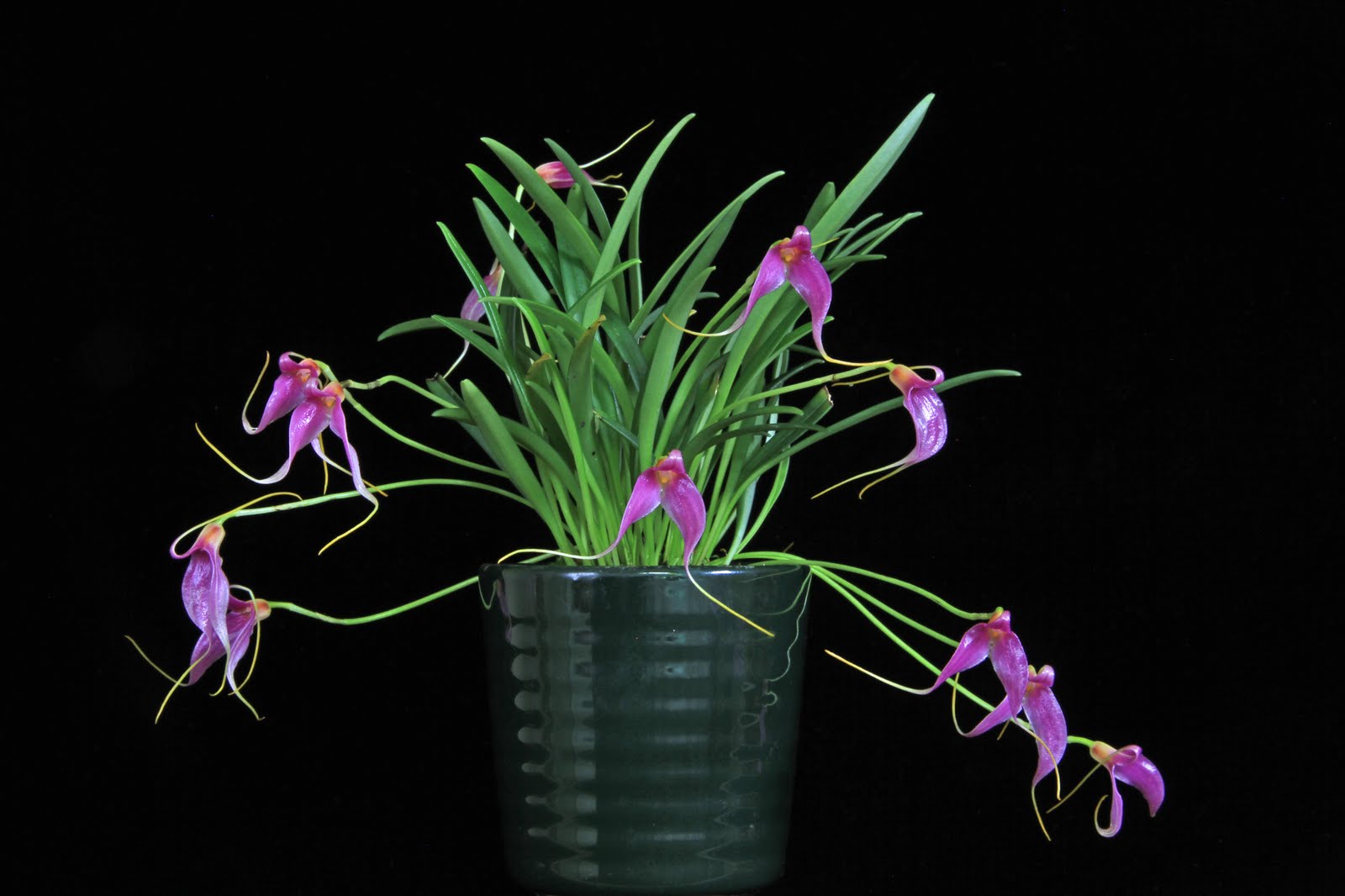 Orchids in Bloom: Masdevallia lamprotyria