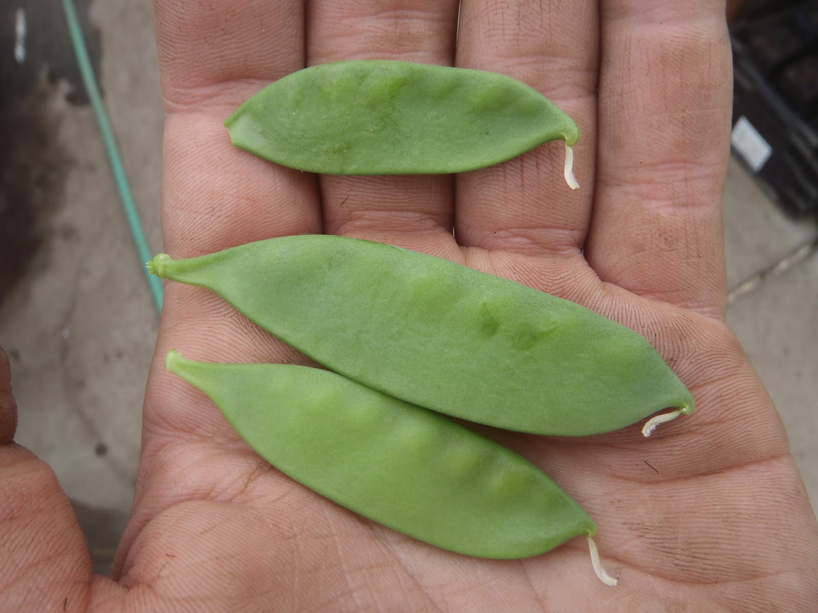Have You Ever Picked A Carrot?: Pic of the Week: Oregon Giant Snow Pea