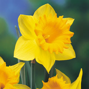 Daffodils (Narcissus) | World Of Flowers