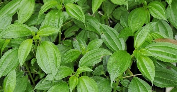 15 Manfaat Daun Pohpohan Bagi Kesehatan Dan Kecantikan Kulit