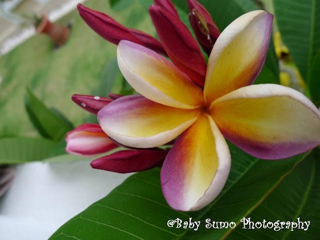 Baby Sumo Photography: Multi-colored frangipani (plumeria) - KL, Malaysia