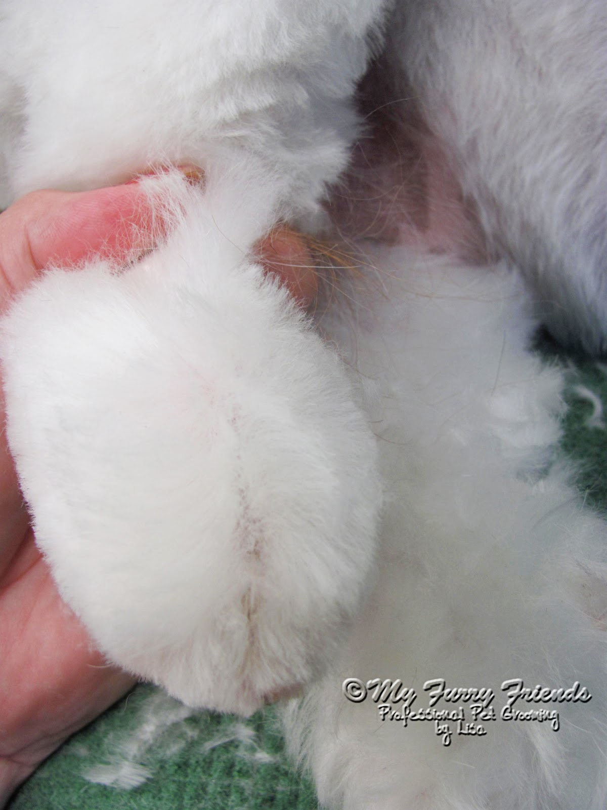 Pet Grooming: The Good, The Bad, & The Furry: Saving Matted Feet