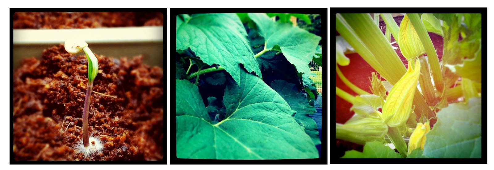 Grow Something! » Local Food Rocks