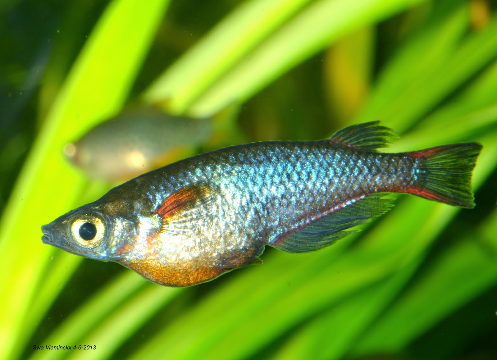 Studio Kwaak: "Daisy's Ricefish" Oryzias woworae.