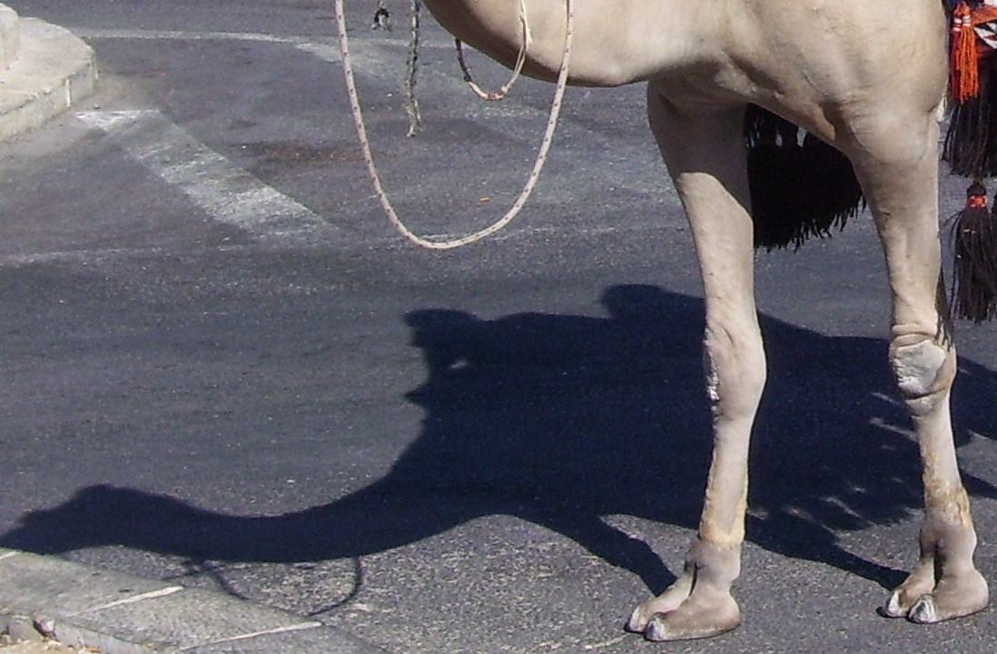 A Heart for the Word: Old Camel Knees