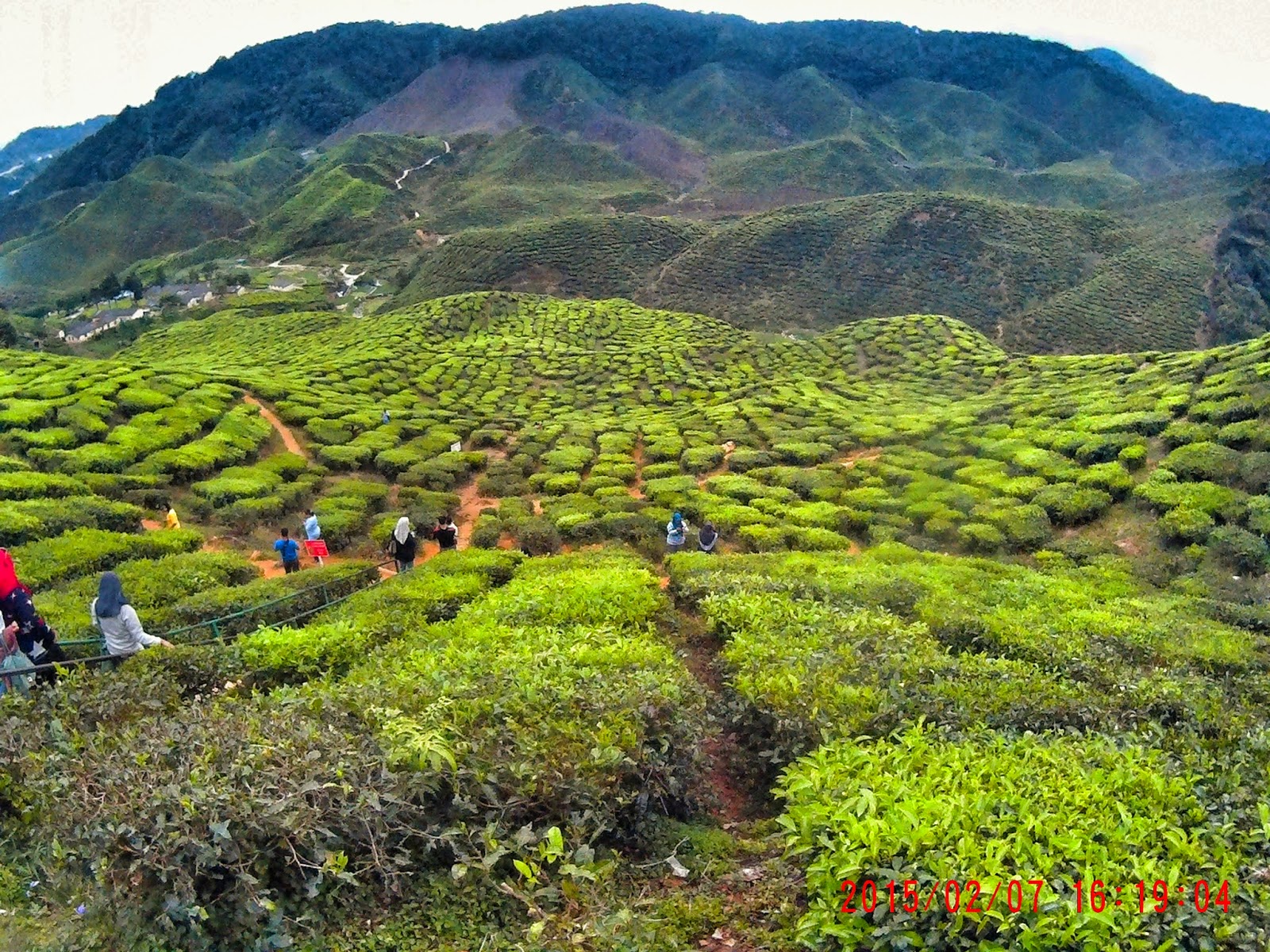Jalan jalan Cameron Highland Part 2
