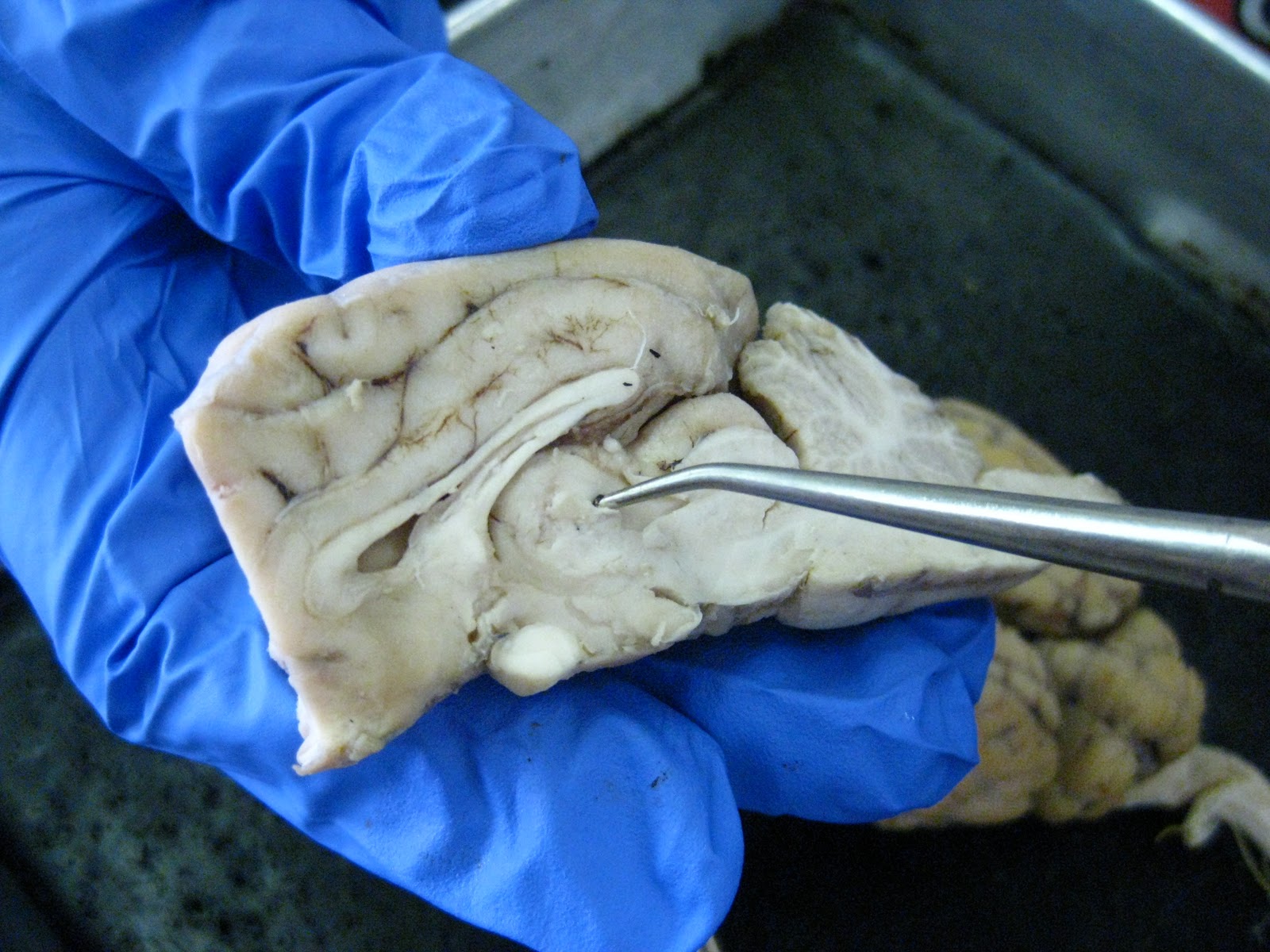 Sheep for Brains: Sheep Brain - External gross anatomy