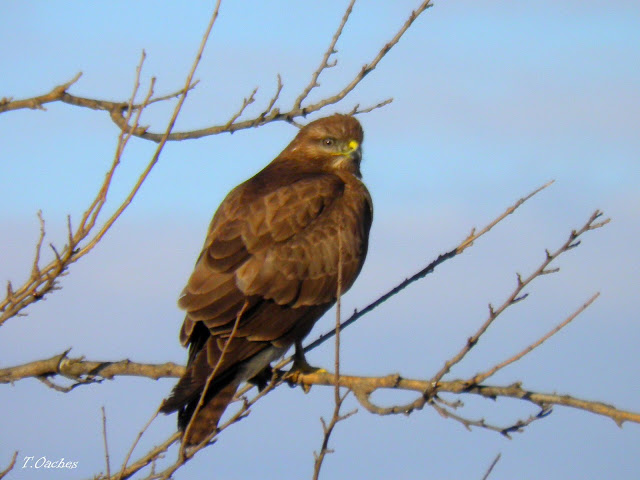 PASARI DIN ROMANIA: SORECAR COMUN, Buteo buteo