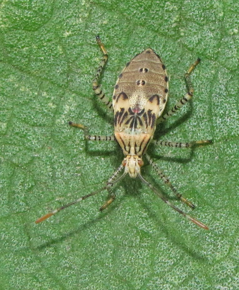 Bug Eric: Spot-sided Coreid