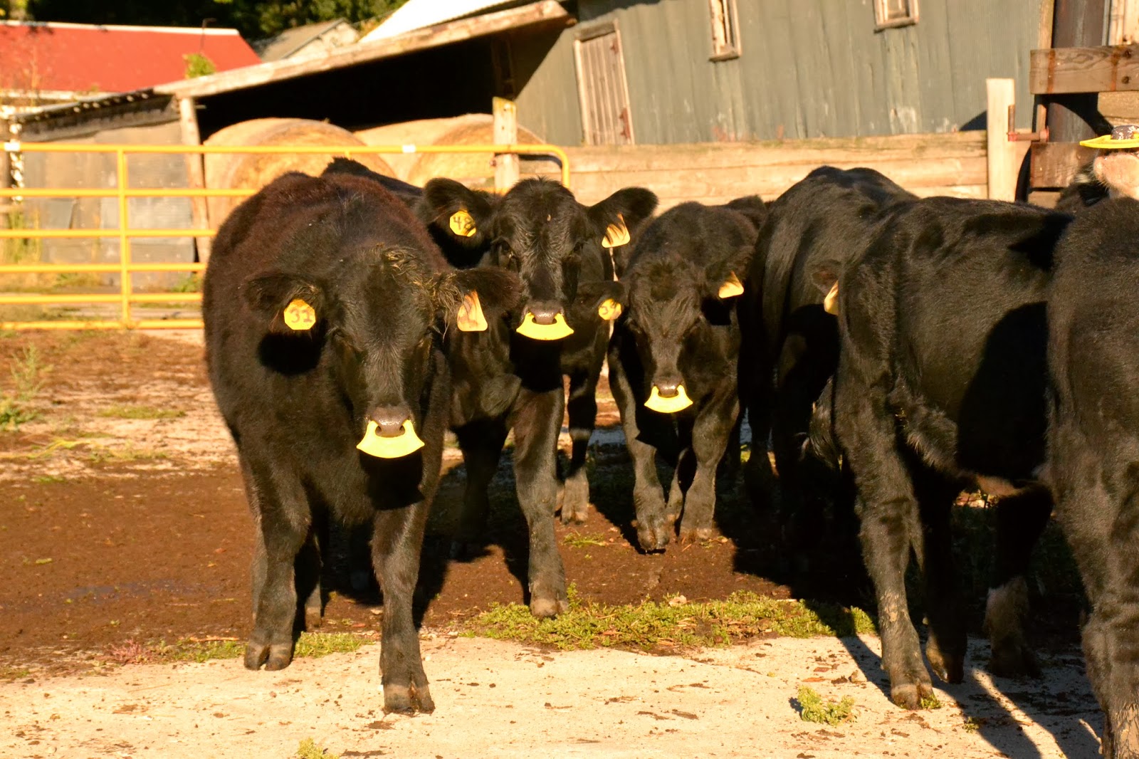 Gardening With Chickens and Other Trials of Farm Life: Weaning the calves