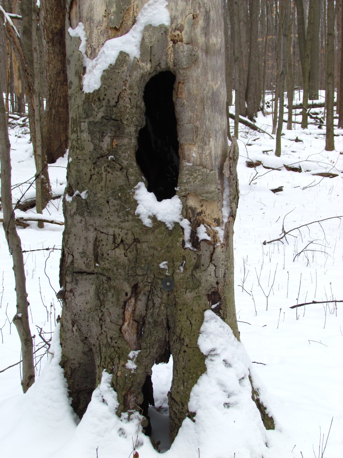 The Oakland Press Blogs: Earth's Almanac: January 2012