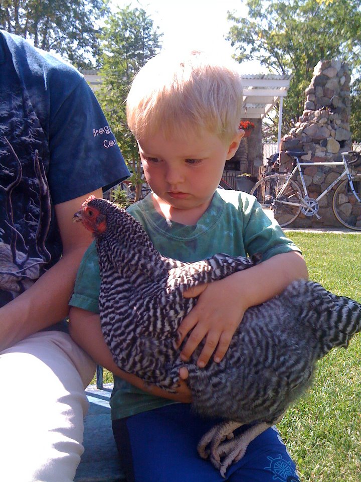 CLUCK Red Deer: Gallery of Red Deer's Urban Hens