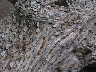 Exmoor House Wheddon Cross: An Exmoor mystery: the wishing trees of ...