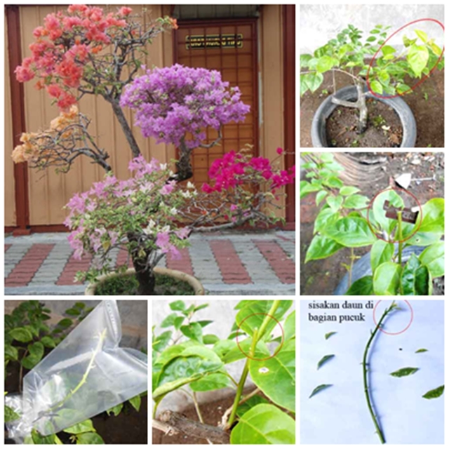 Cara Mudah Membuat Cantuman Pokok Bunga Kertas Pelbagai Warna Dalam ...