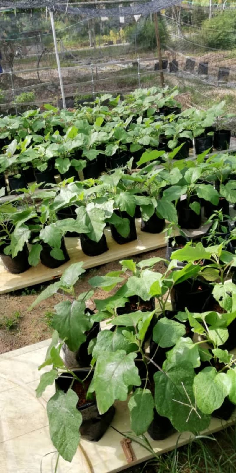 ZIKIR POKOK: RUMI SURAH AL KAUSAR