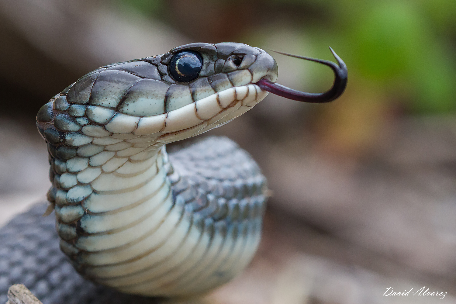 Naturaleza Cantábrica: Estrategias defensivas en culebras inofensivas