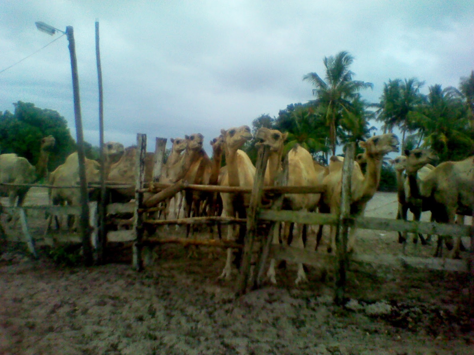 A visit to Dar es Salaam Zoo, Tanzania: a best kept place