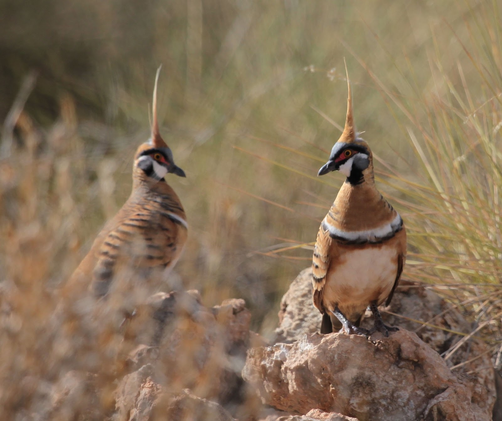 Richard Waring's Birds of Australia: Alice Springs to Haasts Bluff ...