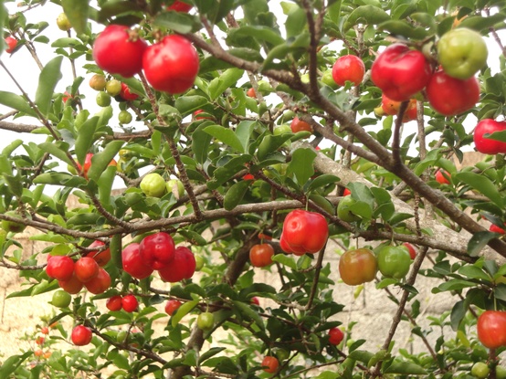 Meu Pomar: COMO TER UM POMAR DOMÉSTICO