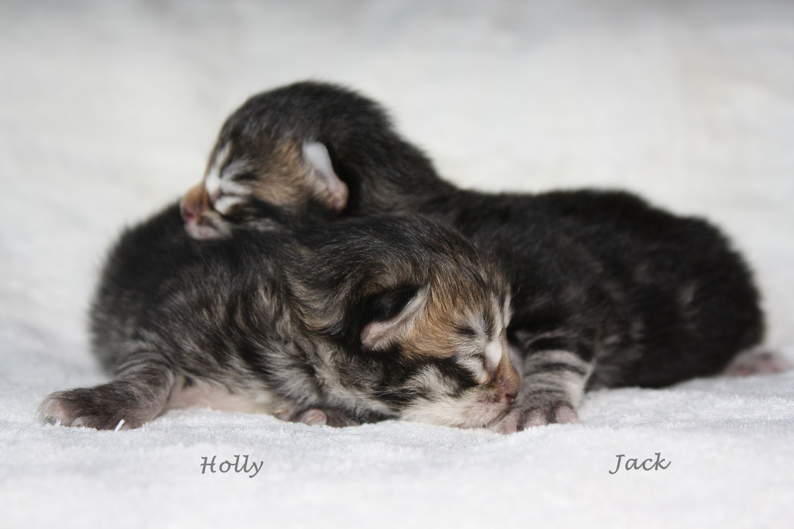 Midnightstar Siberians: Kittens - 1 week old