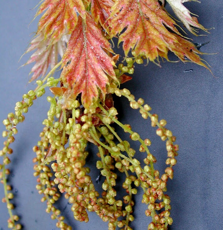 Trees Planet: Quercus rubra - Red Oak