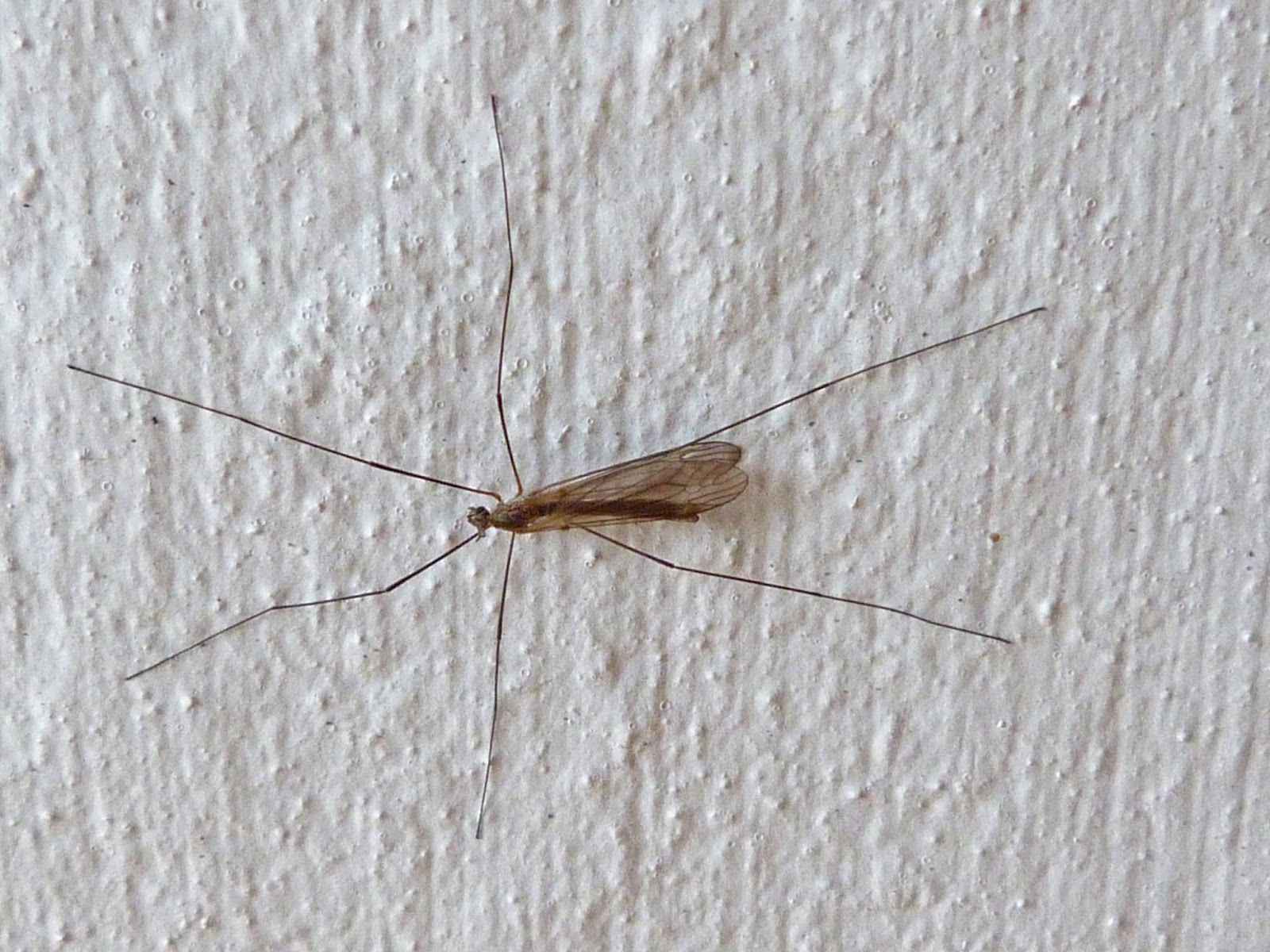 Insects of Scotland: Craneflies
