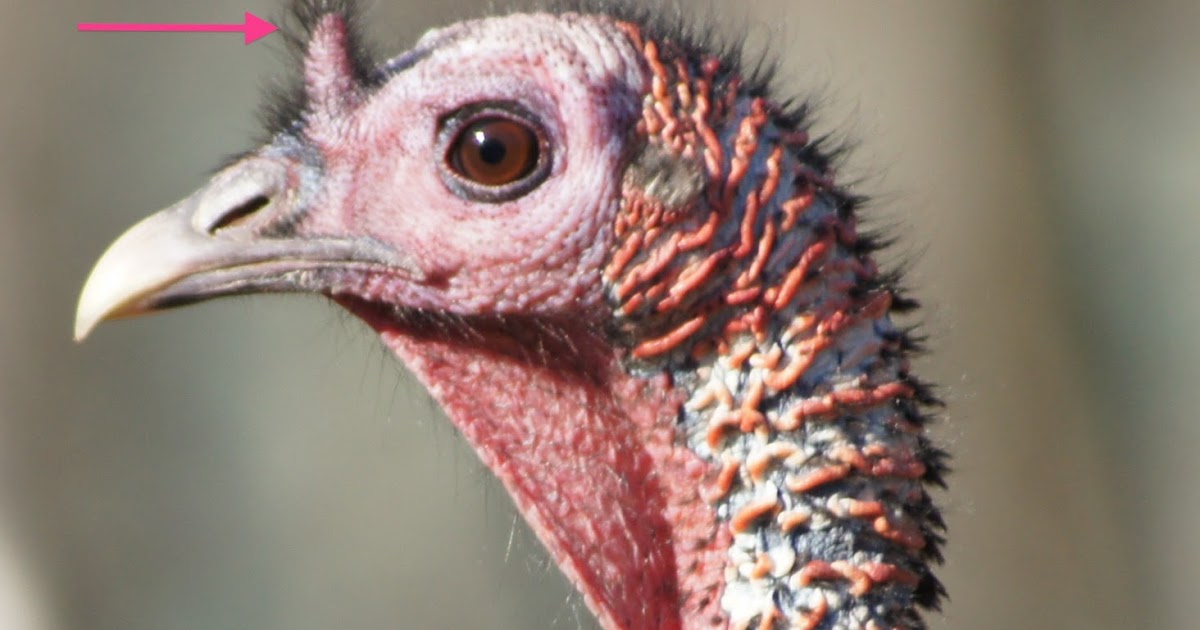 Things with Wings: Everything You Wanted to Know (and then some) about ...