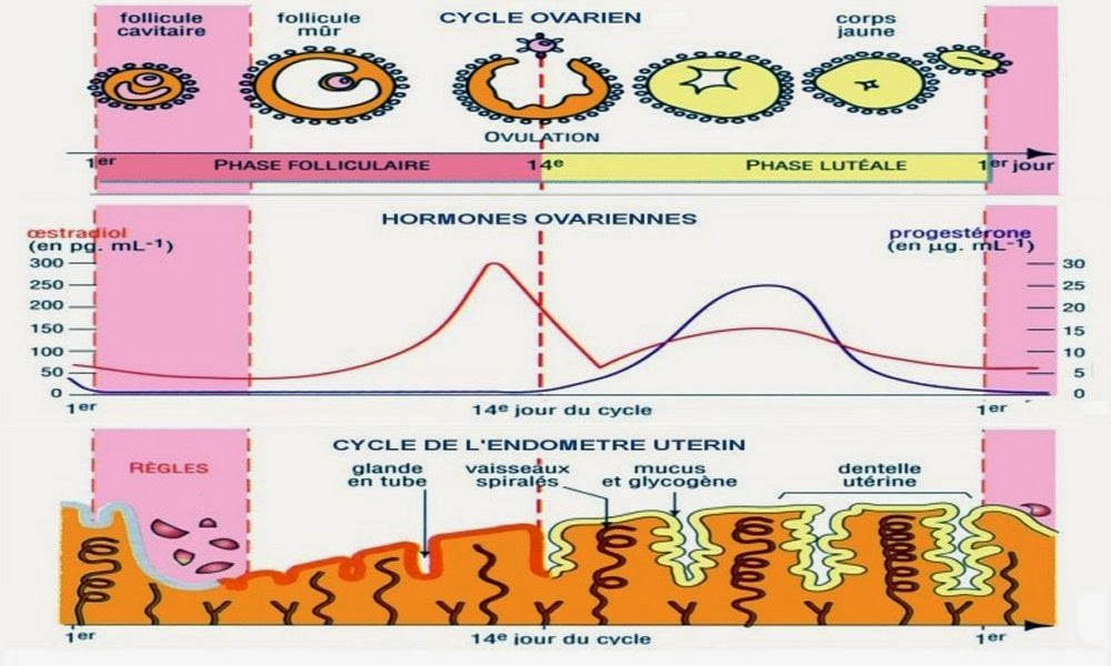 Blablasvt: 1ére S (19) C3 Régulation de la fonction de reproduction ...