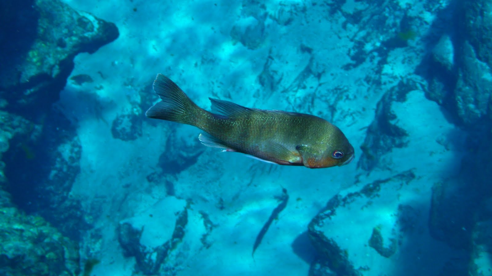 Adventure Earth: Freediving Alexander Springs in Florida