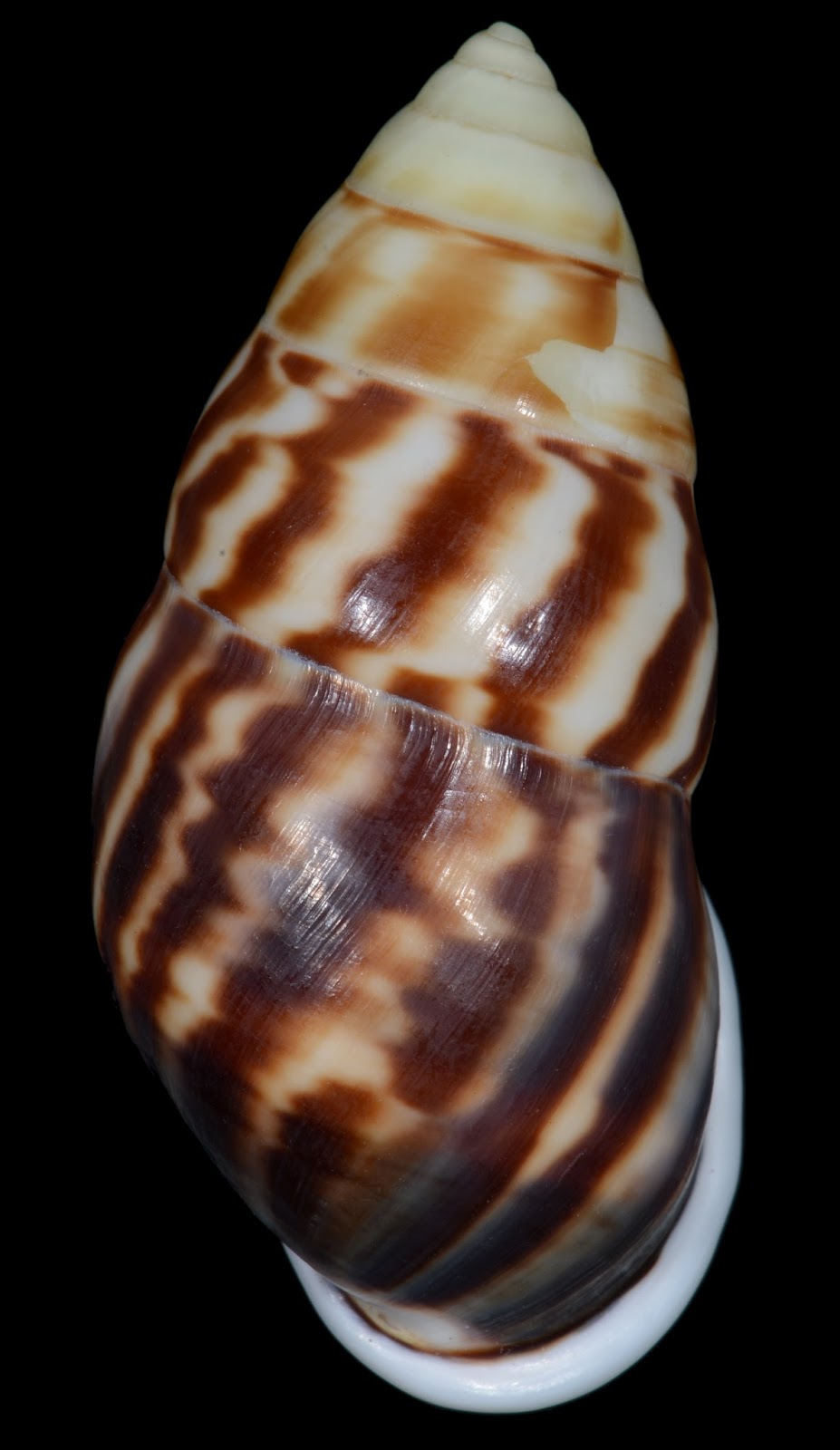 Dr. Lee's Gallery Museum: Amphidromus perversus f. sultanus 48.81mm