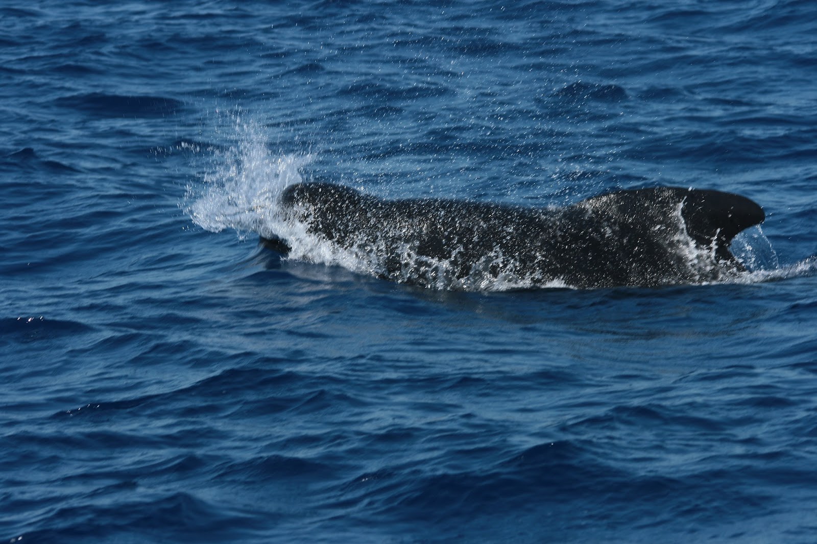 alerte-environnement-nature: Protégeons les Baleines