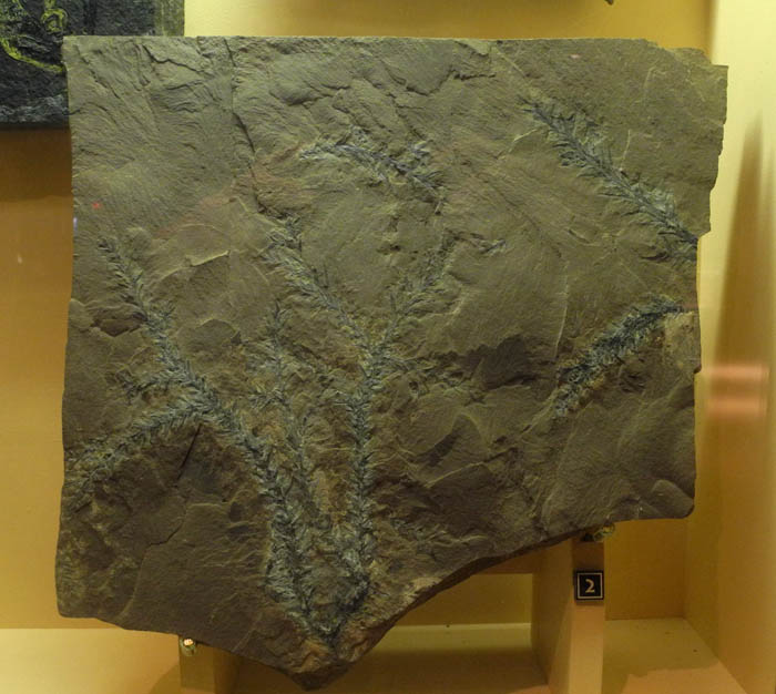 Studio and Garden: At Connecticut's Dinosaur State Park: The Tracks of Time