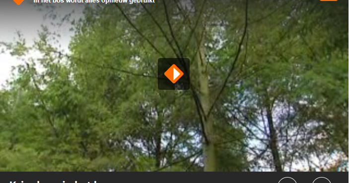 5de leerjaar Kampenhout: voedselkringloop en fotosynthese