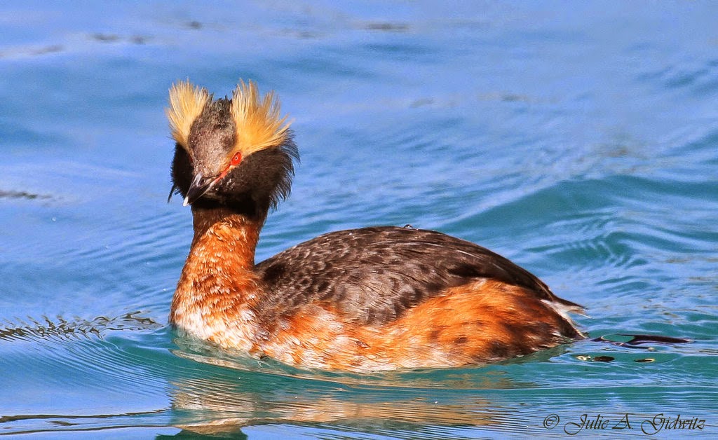 Birding Is Fun!: Grebes!